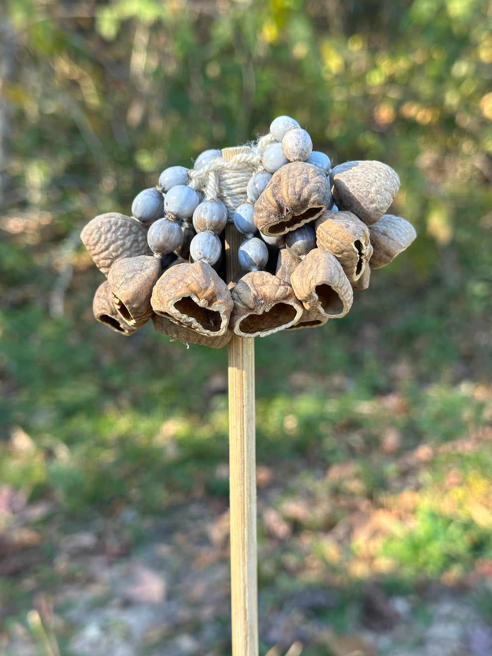 Colombian Pangi Nut Shaker – Handcrafted Ceremonial Instrument